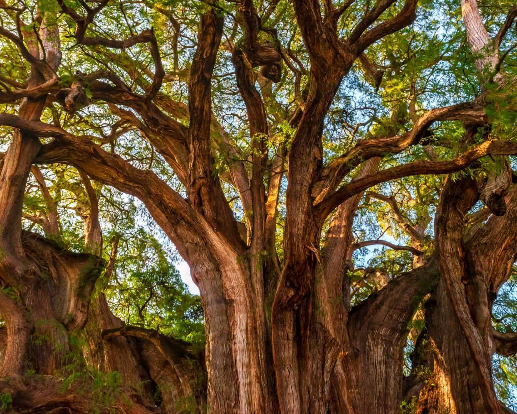 Ultimate Oaxaca, Mexico Bucket List: Things To Do In Oaxaca - Lost In ...